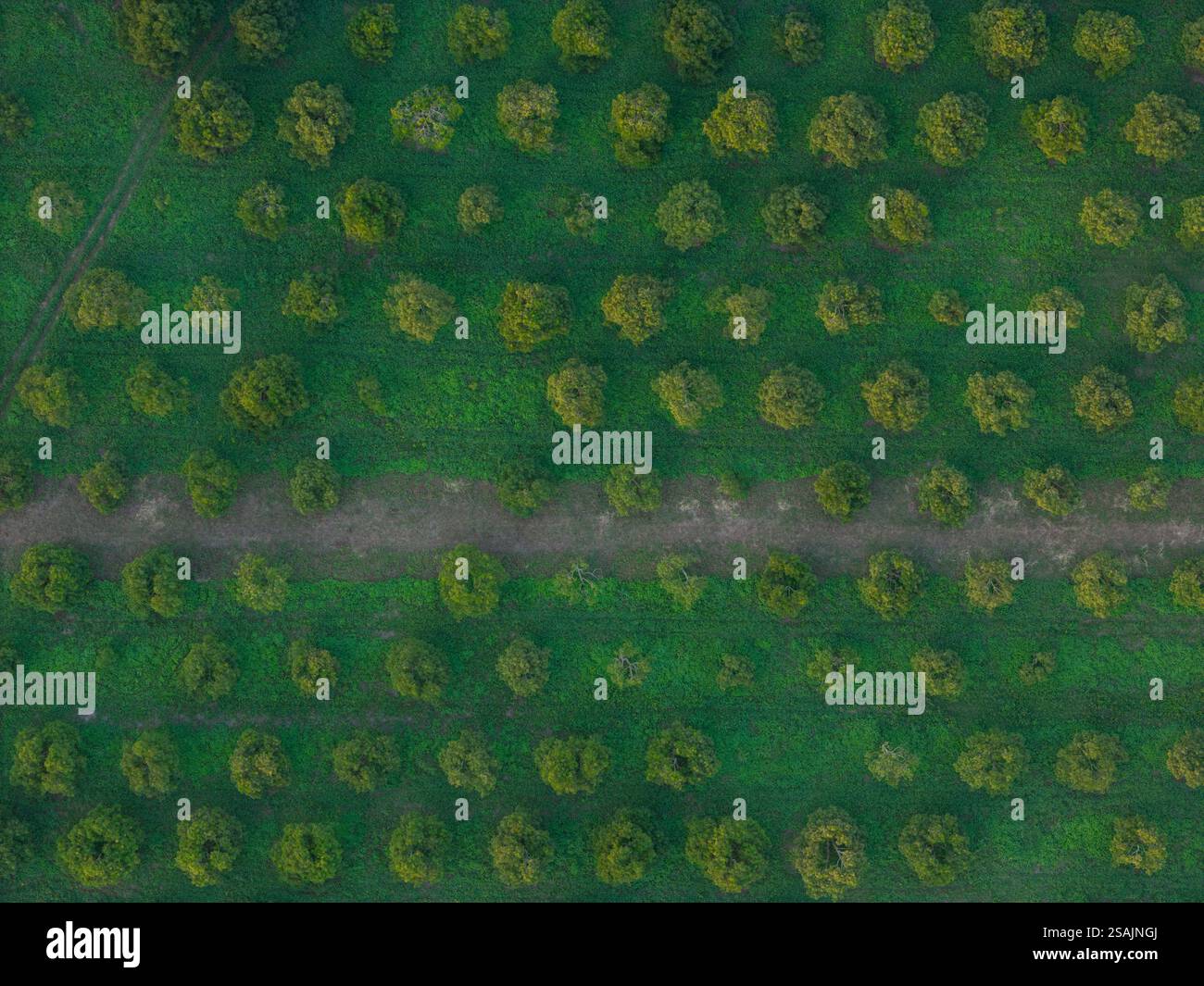 Top view green grass in hi-res stock photography and images - Alamy