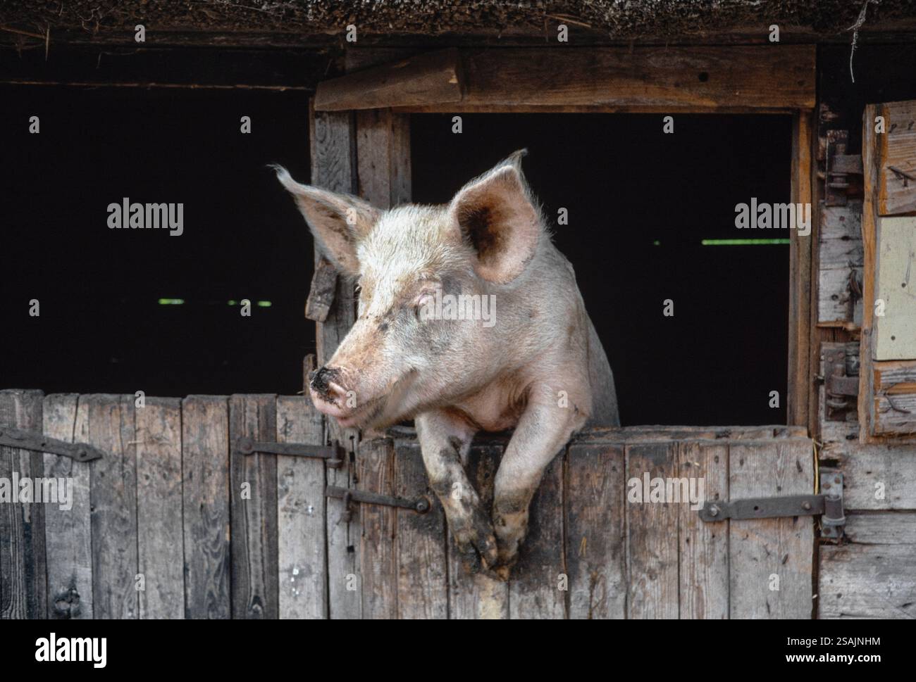 Sow hanging out of a old wooden barn and looking outside. Pig breeding ...