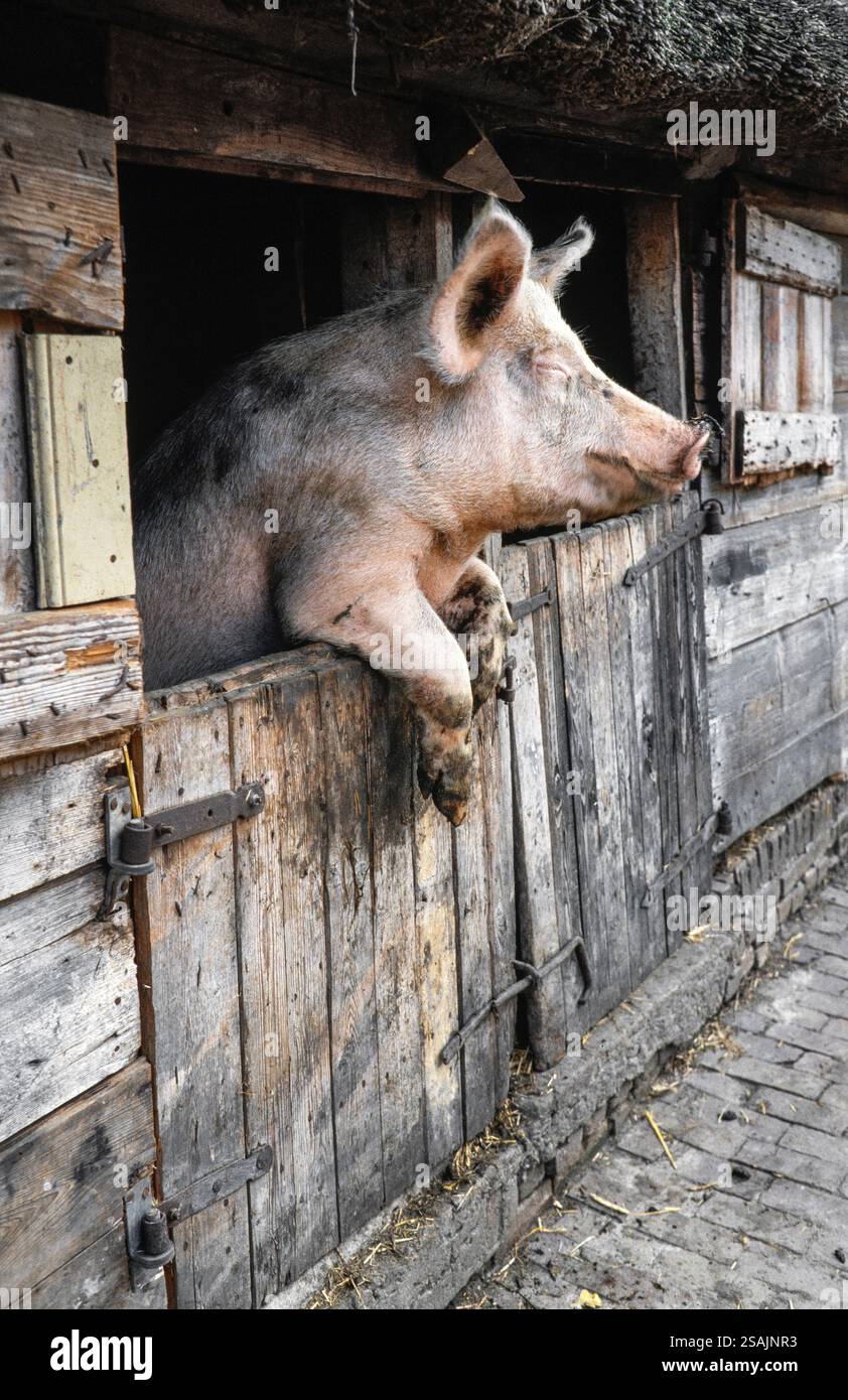 Sow hanging out of a old wooden barn and looking outside. Pig breeding ...