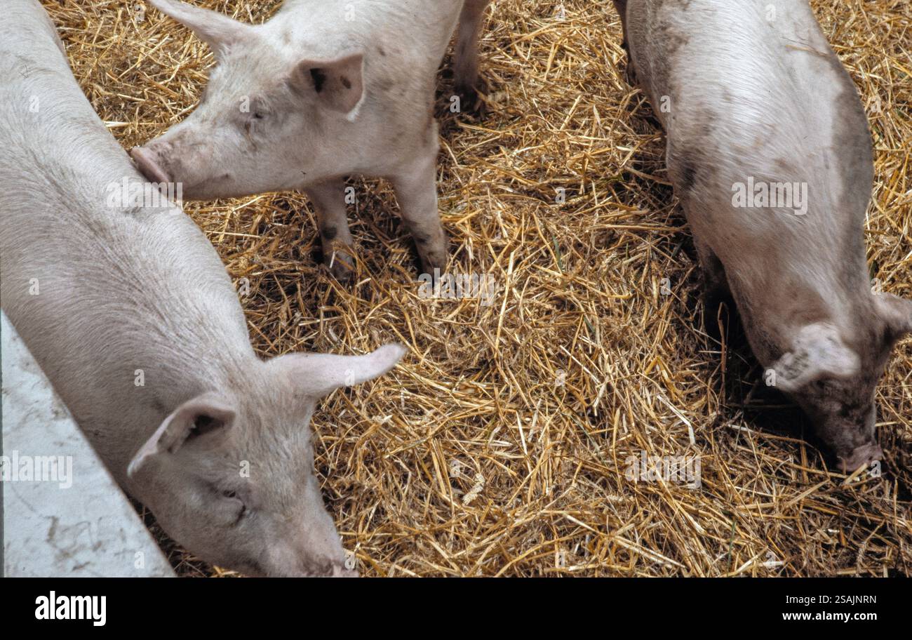 Pig breeding. Pigs and piglets in stable. intensive livestock farming ...