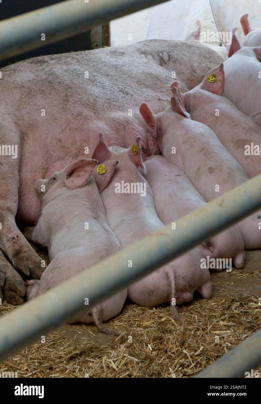 Lactating piglets, drinking milk from the utter of the sow. Pig breeding. Pigs and piglets in ...