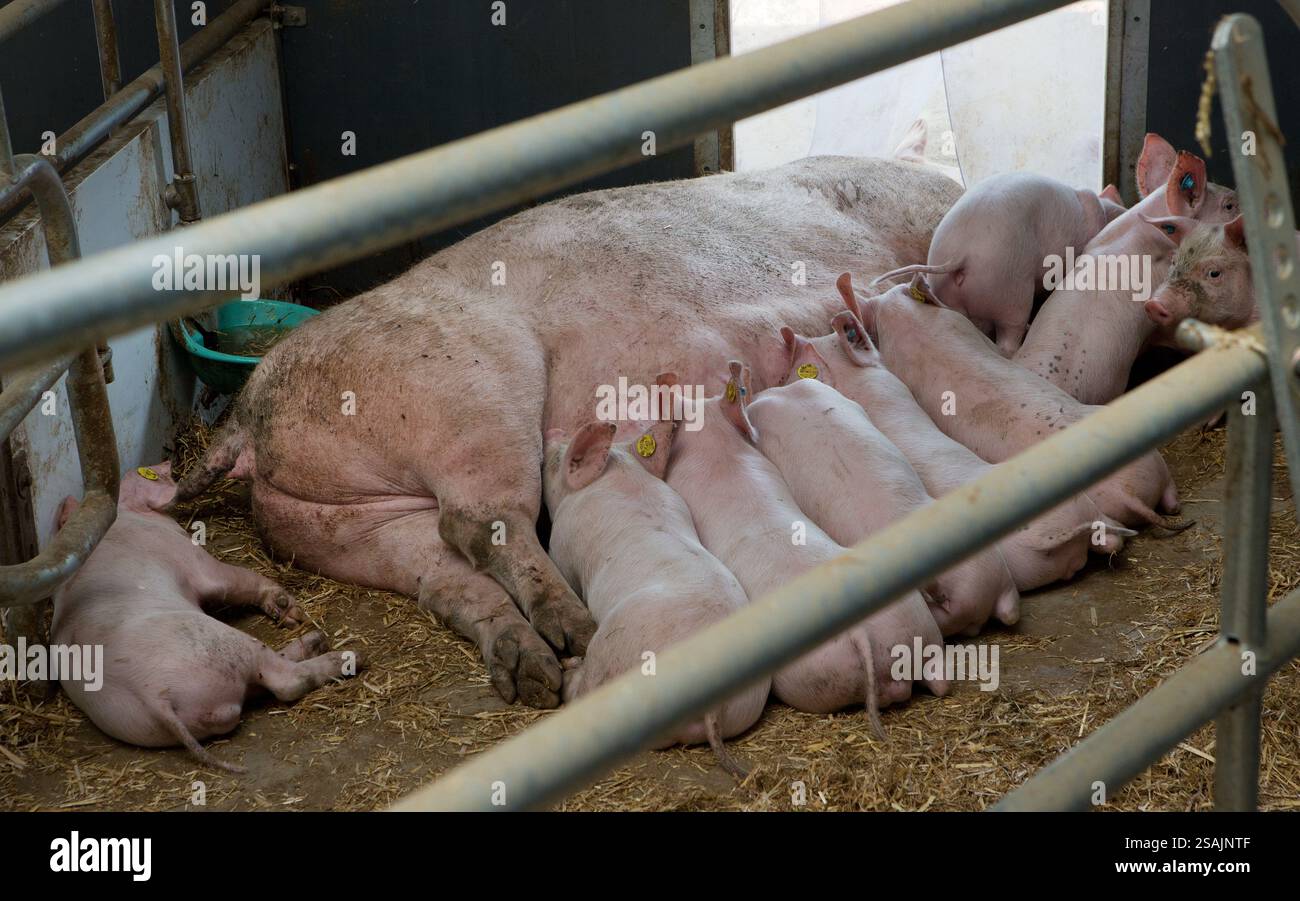 Lactating piglets, drinking milk from the utter of the sow. Pig ...