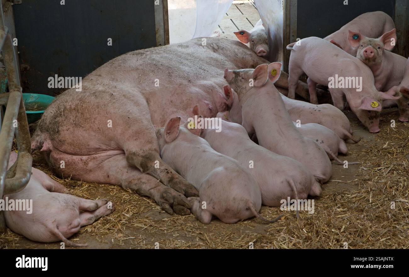 Lactating piglets, drinking milk from the utter of the sow. Pig ...