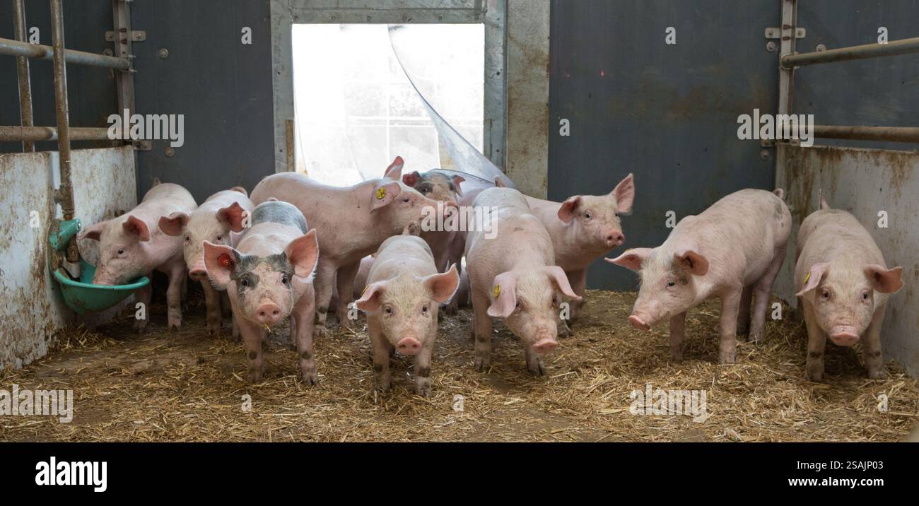 Pig breeding. Pigs and piglets in stable. intensive livestock farming ...