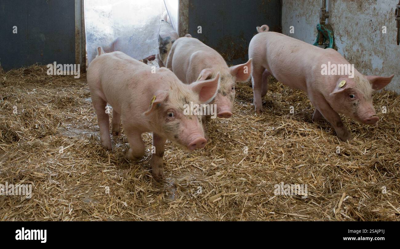 Pig breeding. Pigs and piglets in stable. intensive livestock farming ...
