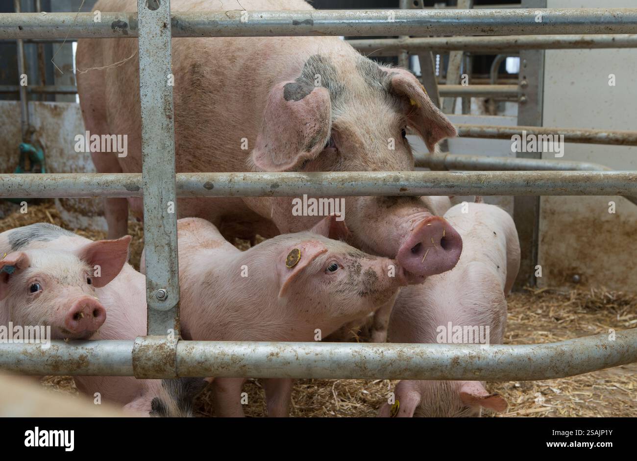 Pig breeding. Pigs and piglets in stable. intensive livestock farming ...