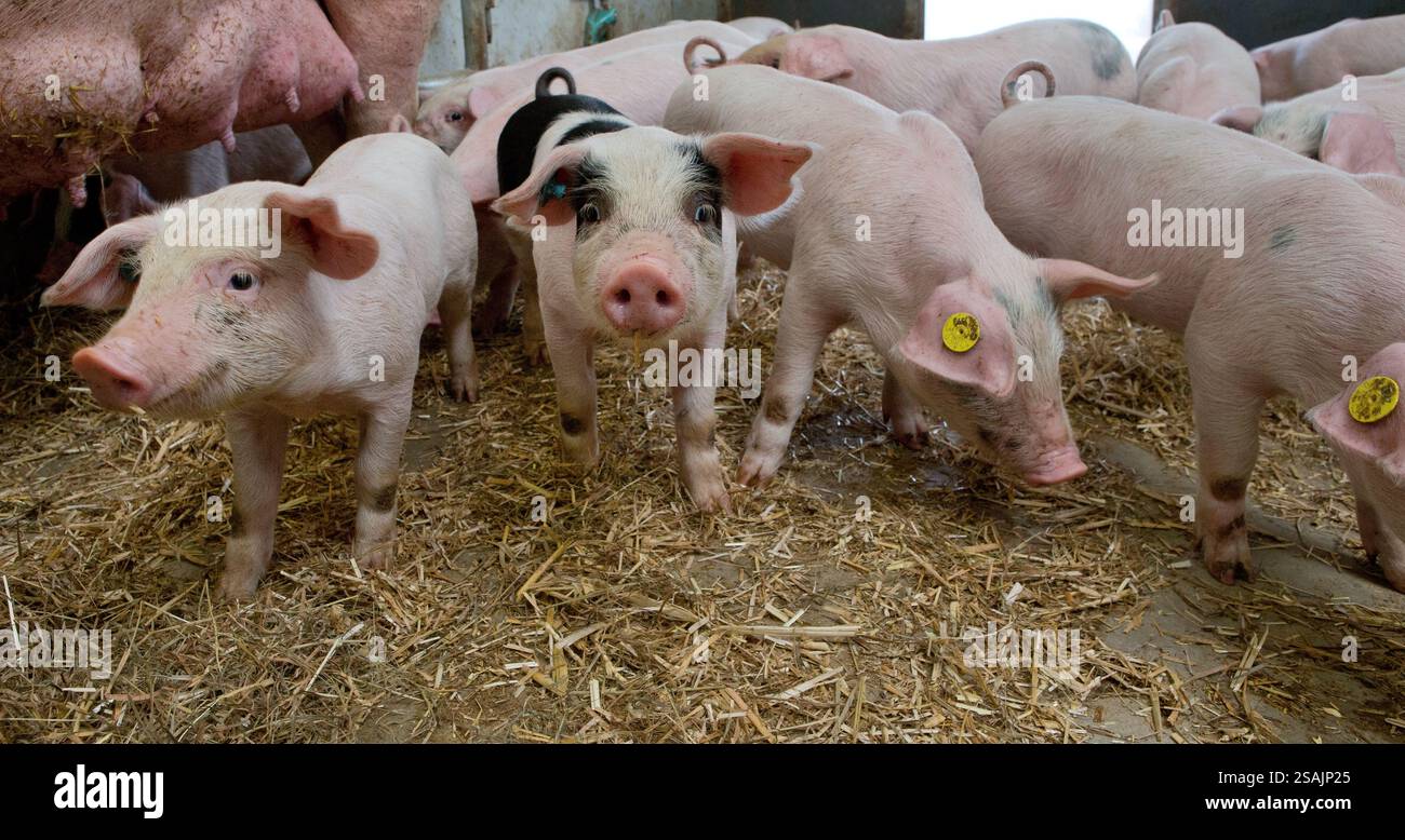 Pig breeding. Pigs and piglets in stable. intensive livestock farming ...