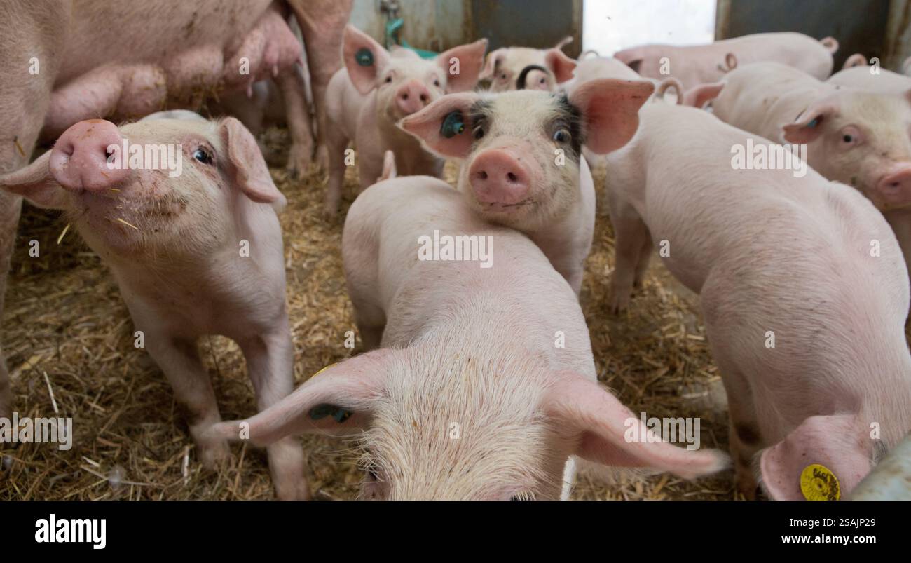Pig breeding. Pigs and piglets in stable. intensive livestock farming ...