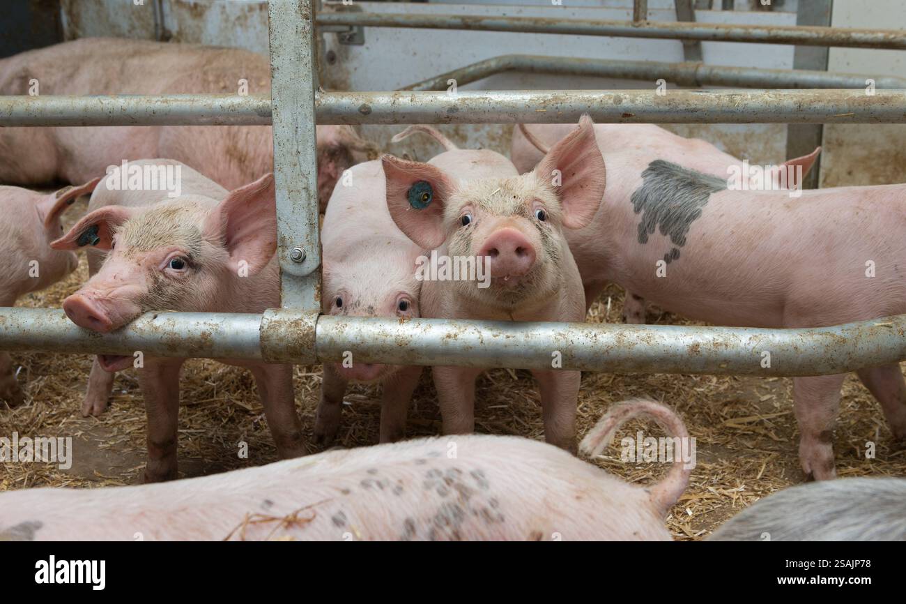 Pig breeding. Pigs and piglets in stable. intensive livestock farming ...