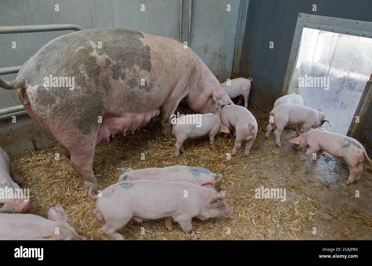 Pig breeding. Pigs and piglets in stable. intensive livestock farming ...