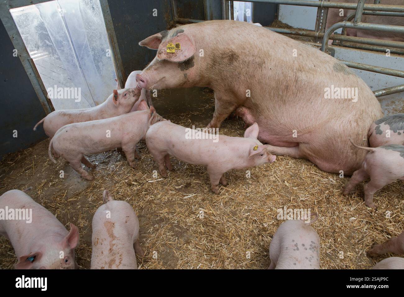 Pig breeding. Pigs and piglets in stable. intensive livestock farming ...