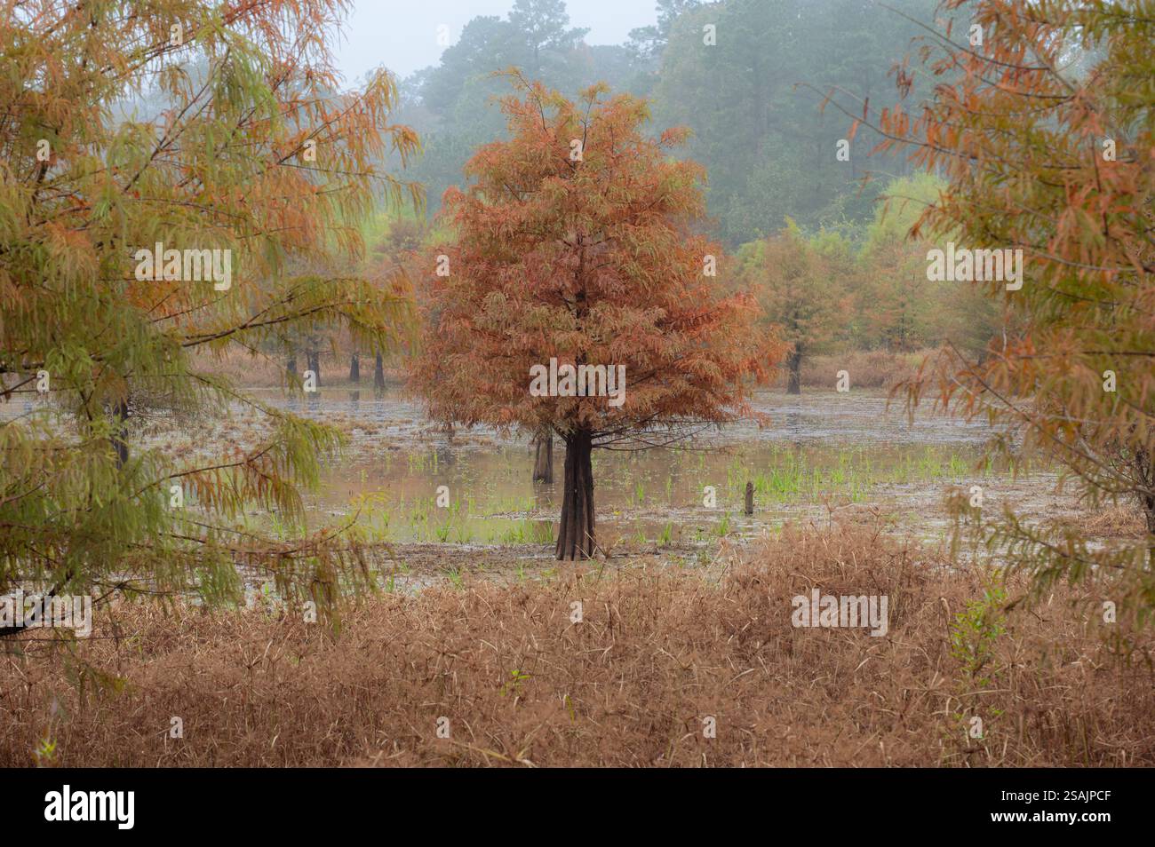 Bald cypress trees in an autumn landscape Stock Photo - Alamy