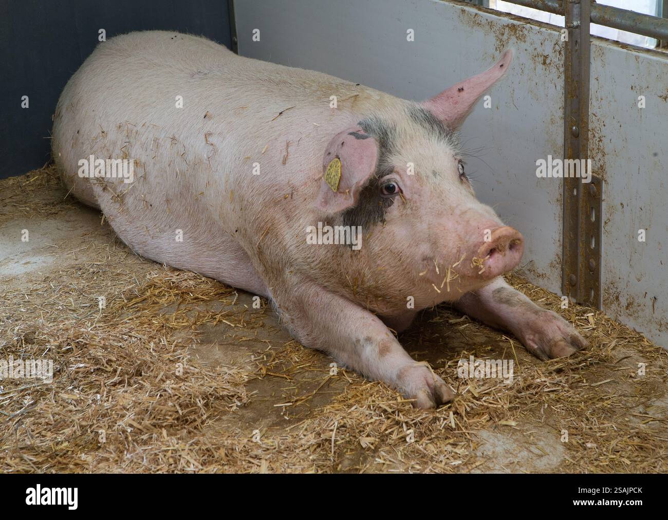 Pig breeding. Pigs and piglets in stable. intensive livestock farming ...