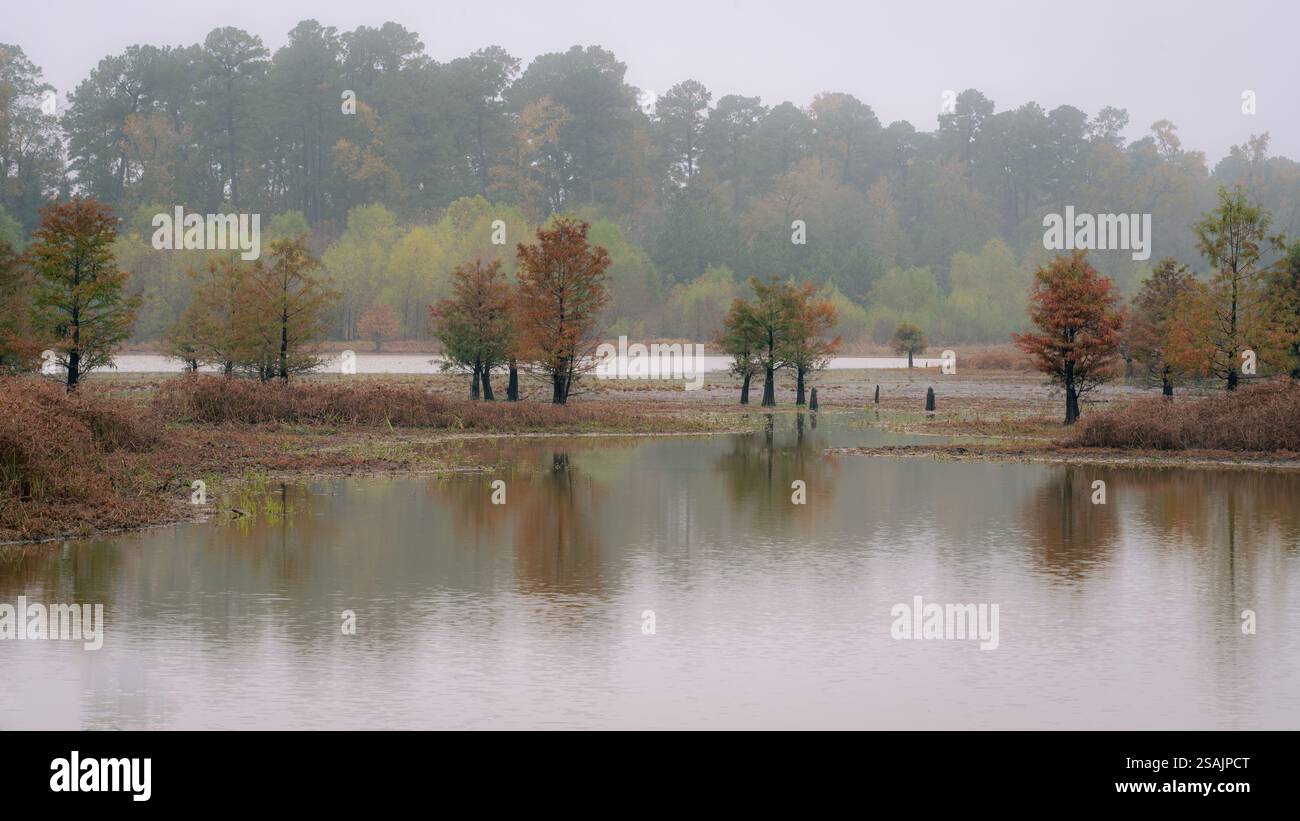 Bald cypress trees in fall color Stock Photo - Alamy