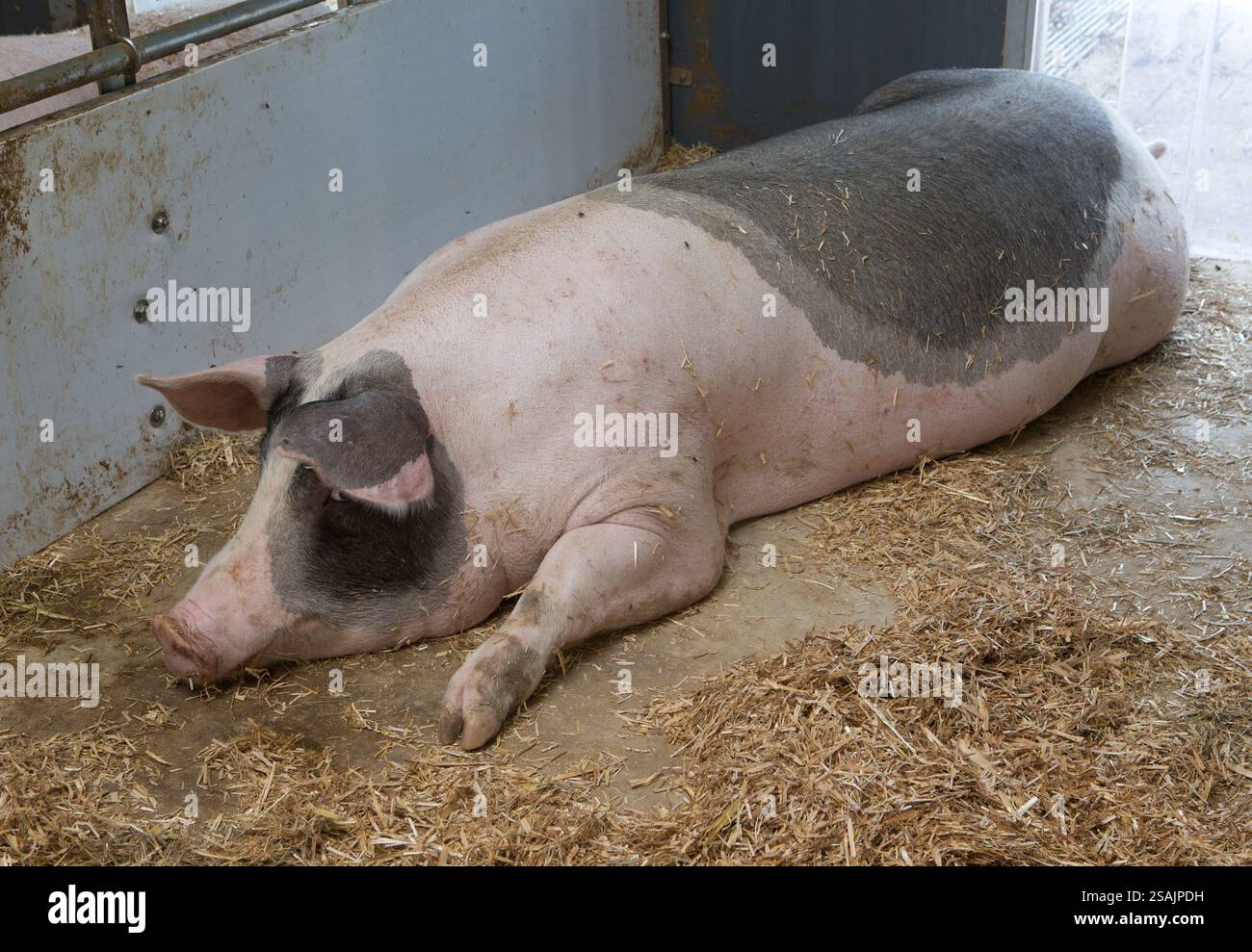 Pig breeding. Pigs and piglets in stable. intensive livestock farming ...