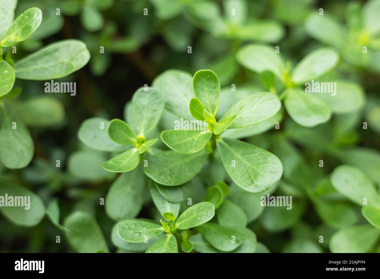 Purslane plants: Portulaca oleracea common purslane, verdolaga, red ...