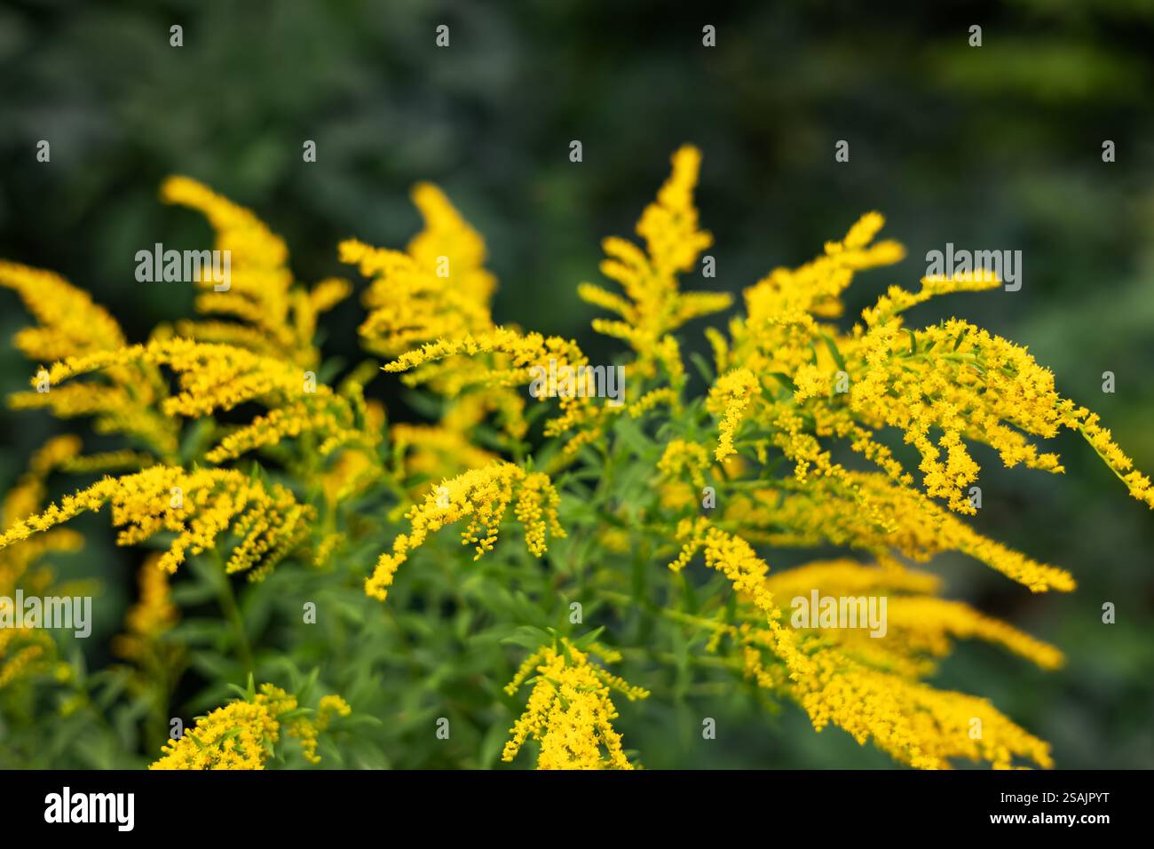 Yellow Solidago gigantea, also known as tall goldenrod and giant ...