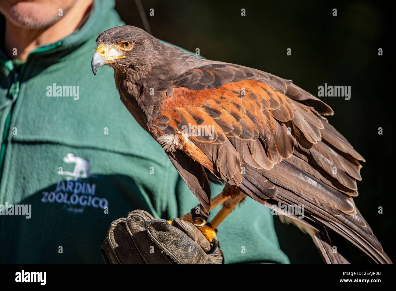 Lisbon Portual 17th Jan Nov 2025: the Harris's hawk (Parabuteo ...