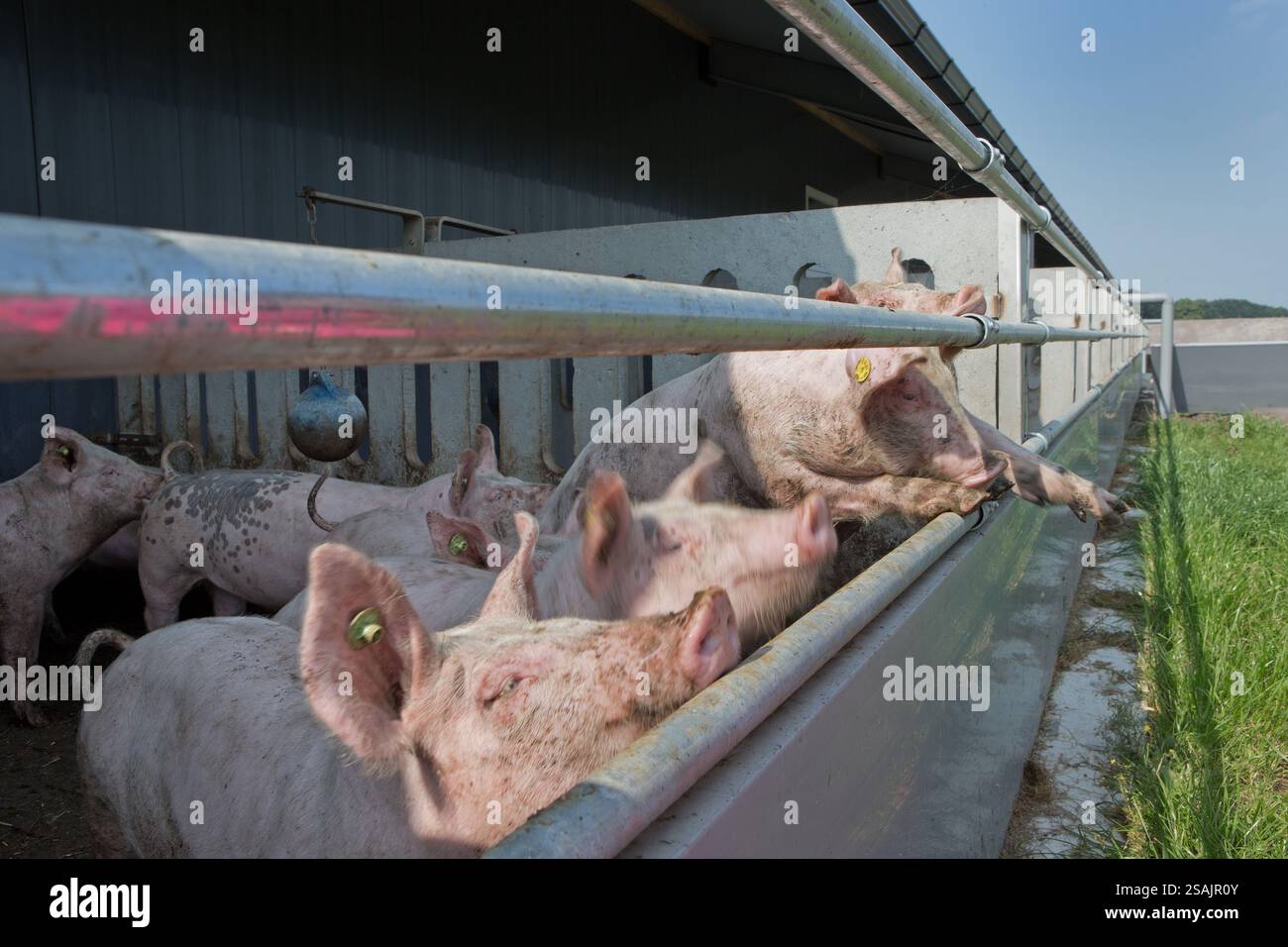 Pig breeding. Pigs and piglets in stable. intensive livestock farming ...