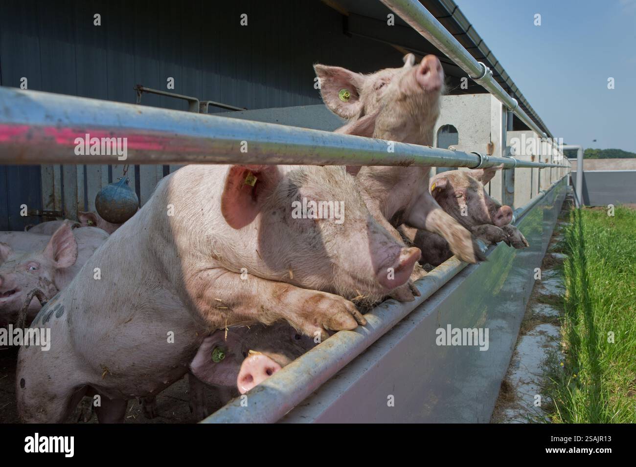 Pig breeding. Pigs and piglets in stable. intensive livestock farming ...