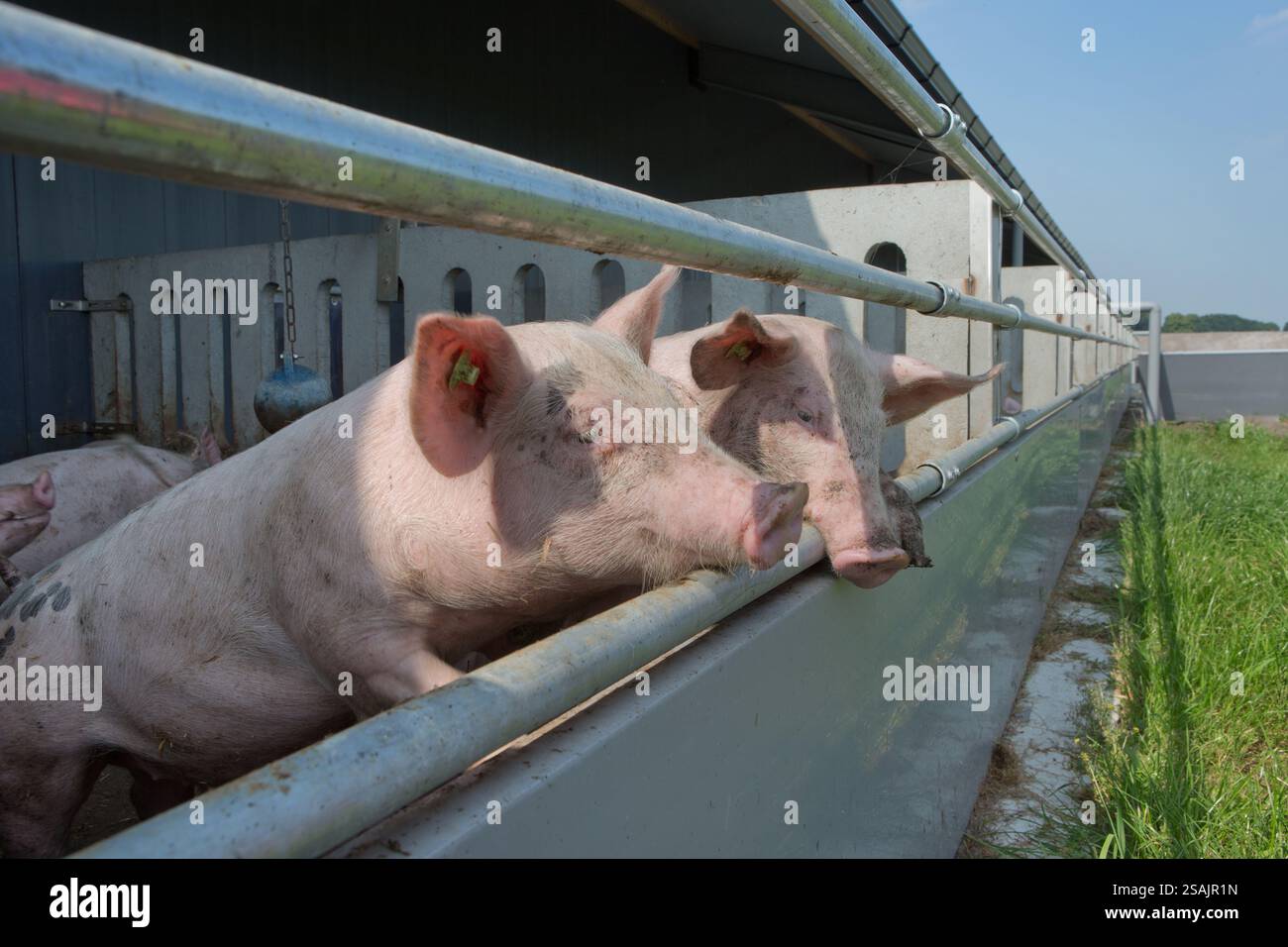 Pig breeding. Pigs and piglets in stable. intensive livestock farming ...