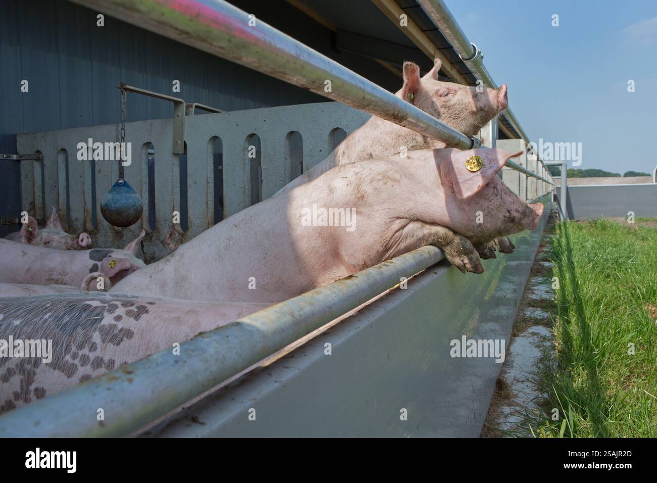 Pig breeding. Pigs and piglets in stable. intensive livestock farming ...