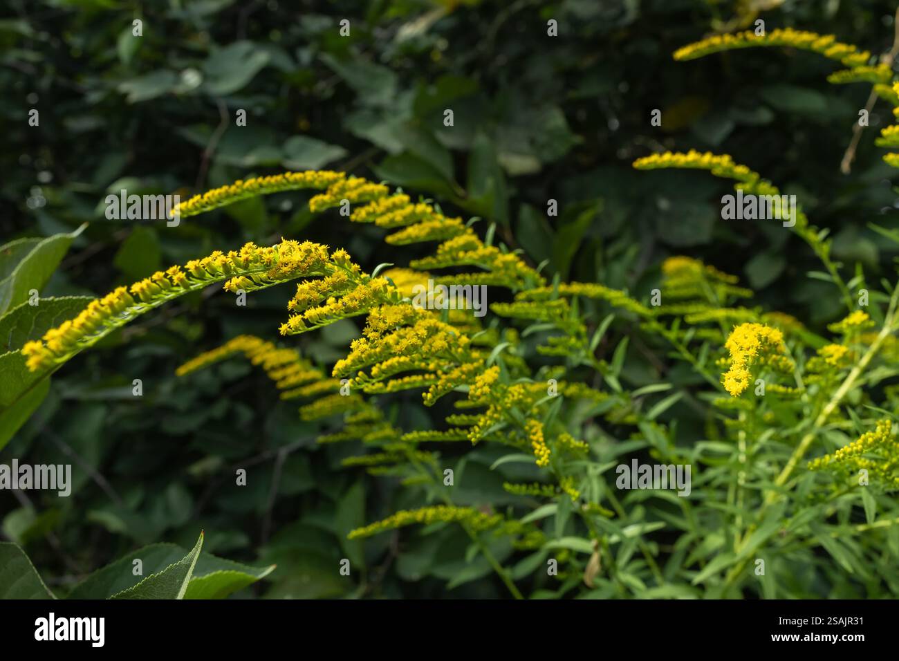 Yellow Solidago gigantea, also known as tall goldenrod and giant ...