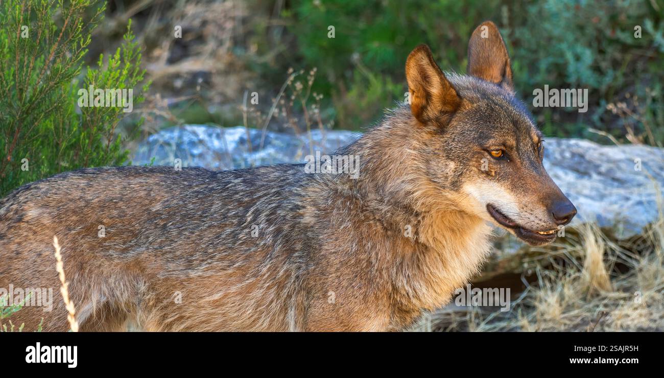Iberian Wolf, Grey Wolf, Canis lupus signatus, Mediterranean Forest ...