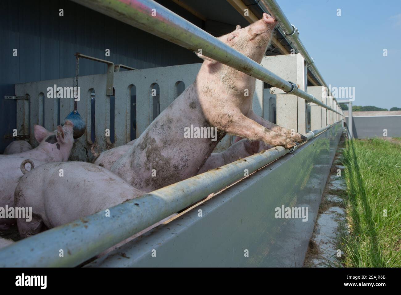 Pig breeding. Pigs and piglets in stable. intensive livestock farming ...