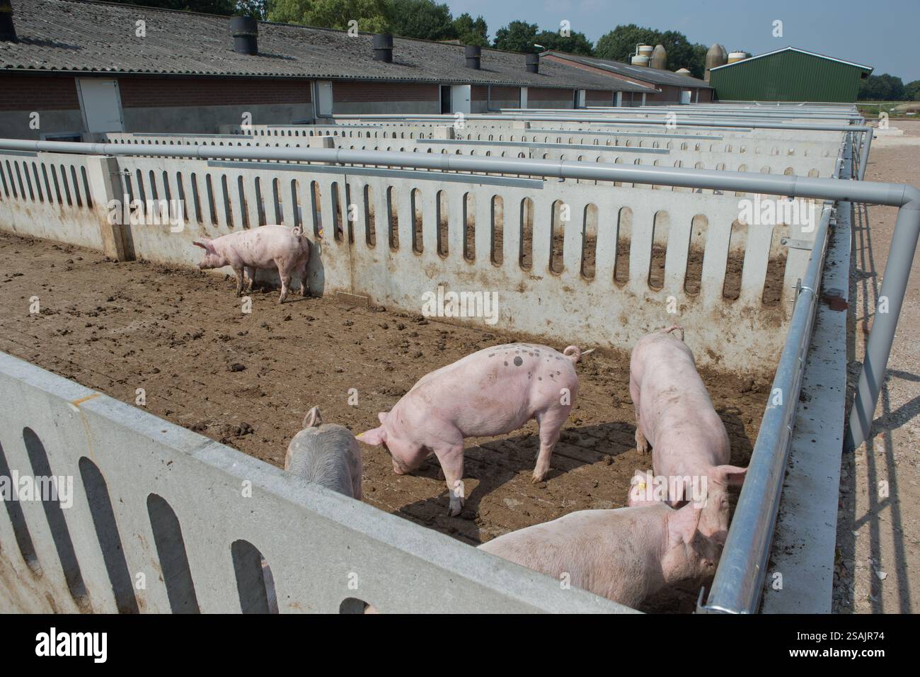 Pig breeding. Pigs and piglets in stable. intensive livestock farming ...
