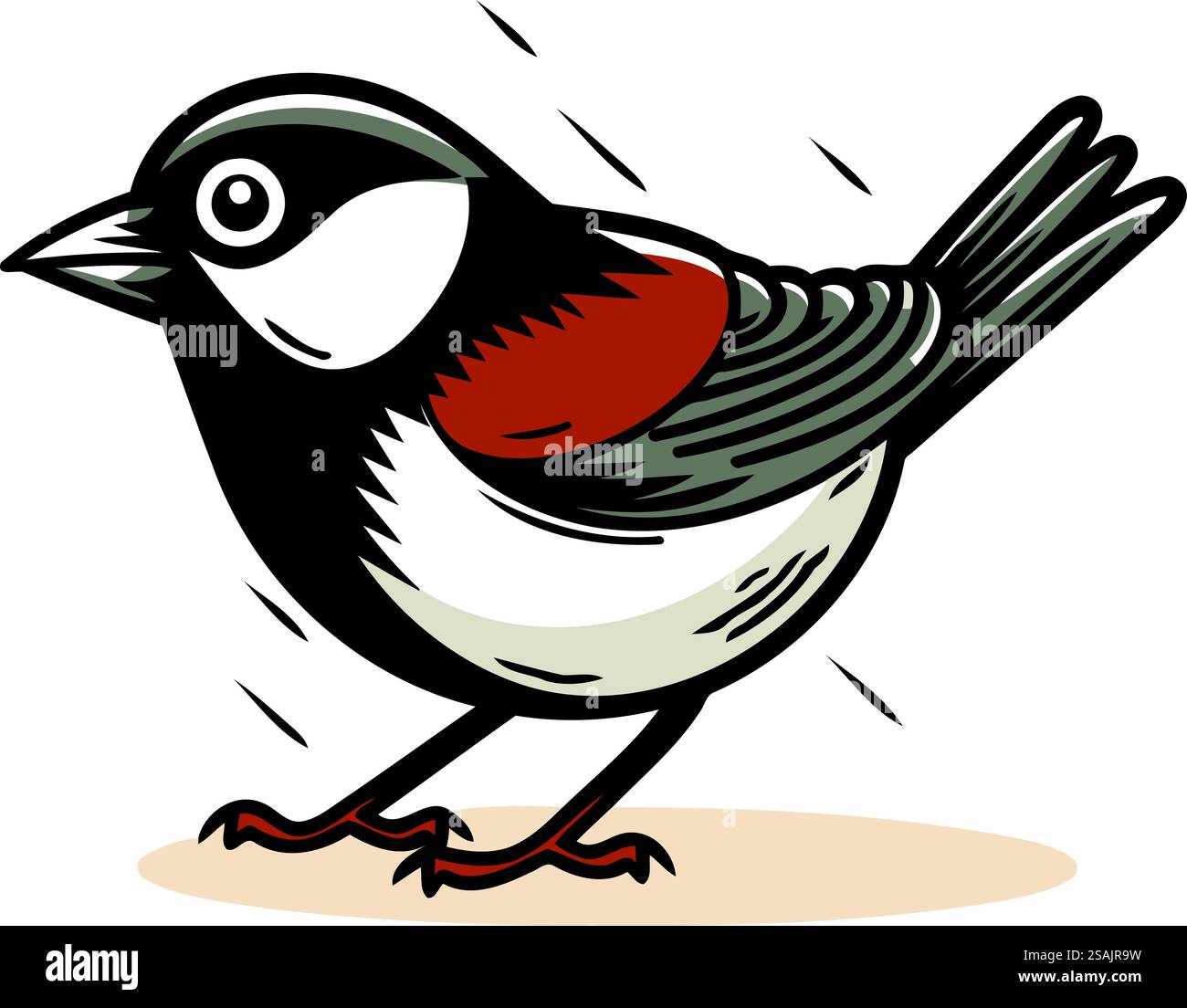 Chickadee on a white background. Vector illustration of a bird Stock ...