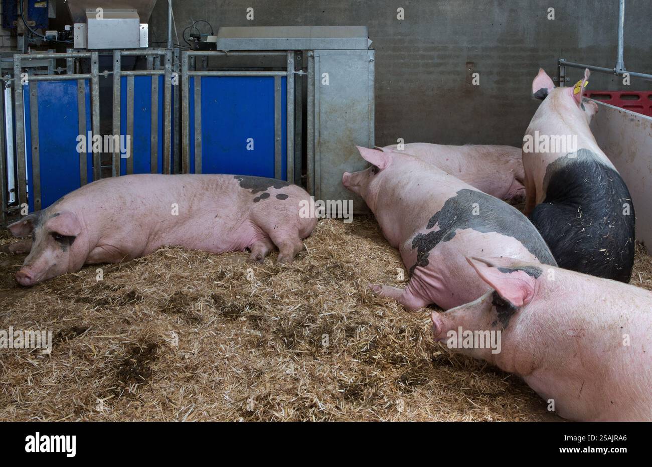 Pig breeding. Pigs and piglets in stable. intensive livestock farming ...