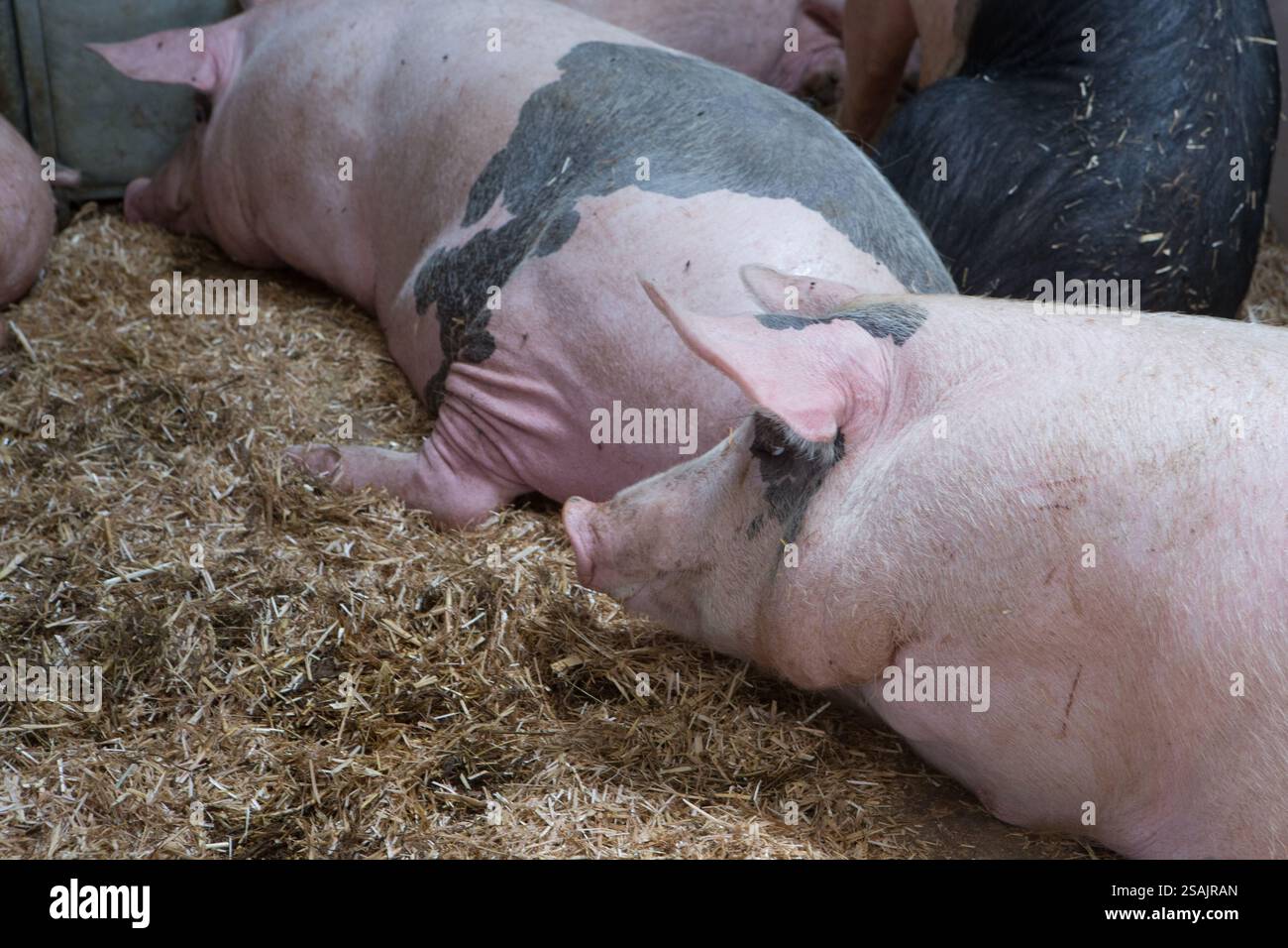 Pig breeding. Pigs and piglets in stable. intensive livestock farming ...