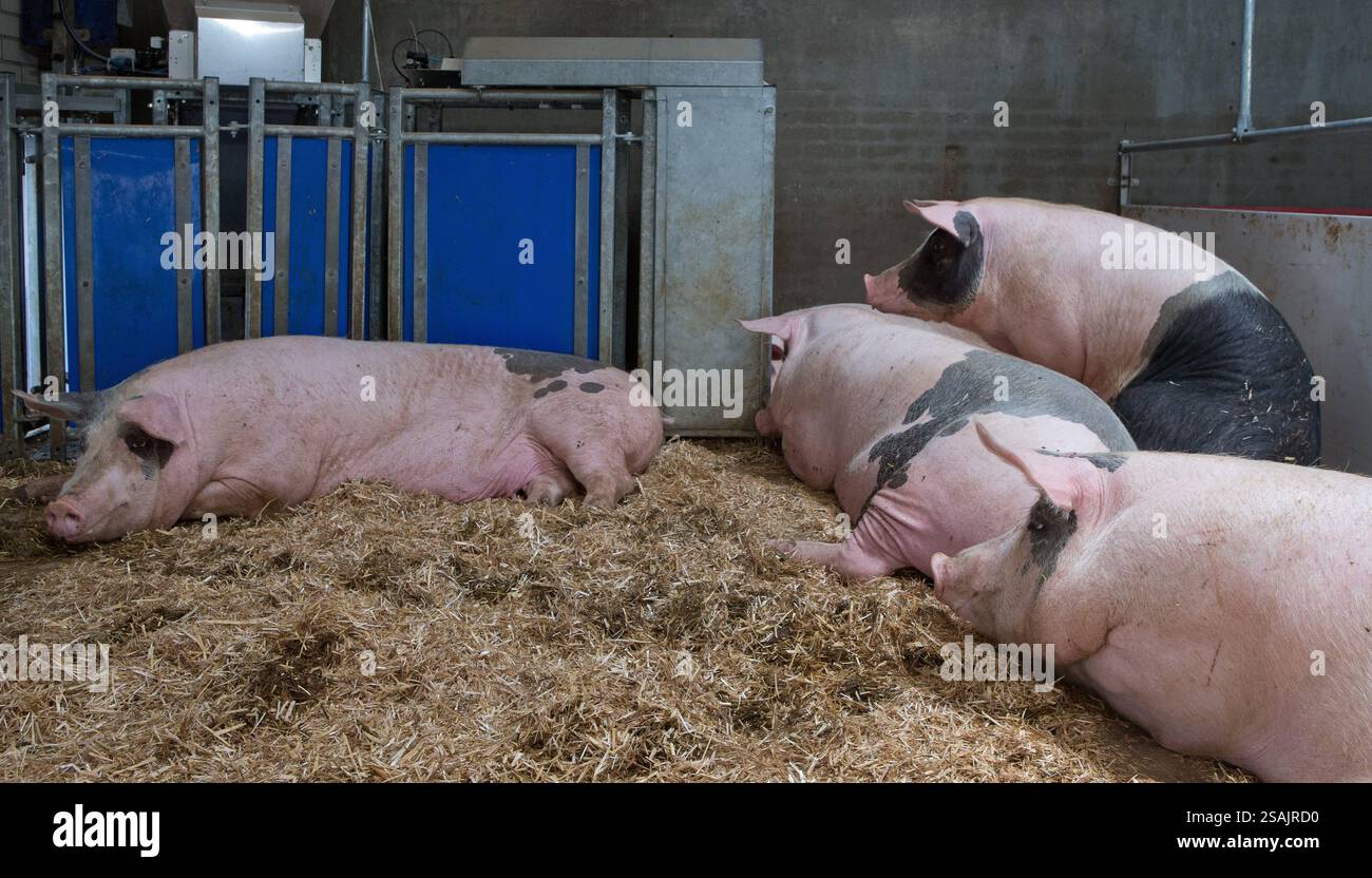Pig breeding. Pigs and piglets in stable. intensive livestock farming ...