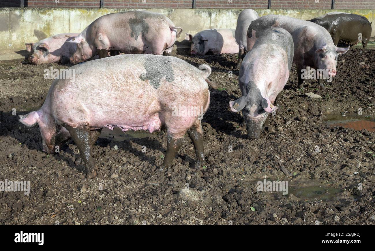 Pig breeding. Pigs and piglets in stable. intensive livestock farming ...