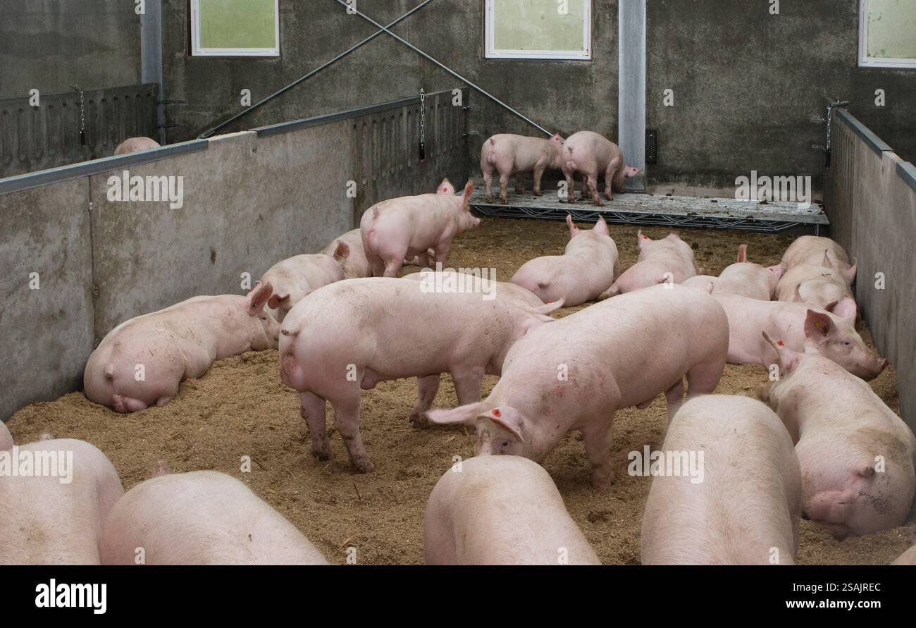 Pig breeding. Pigs and piglets in stable. intensive livestock farming ...