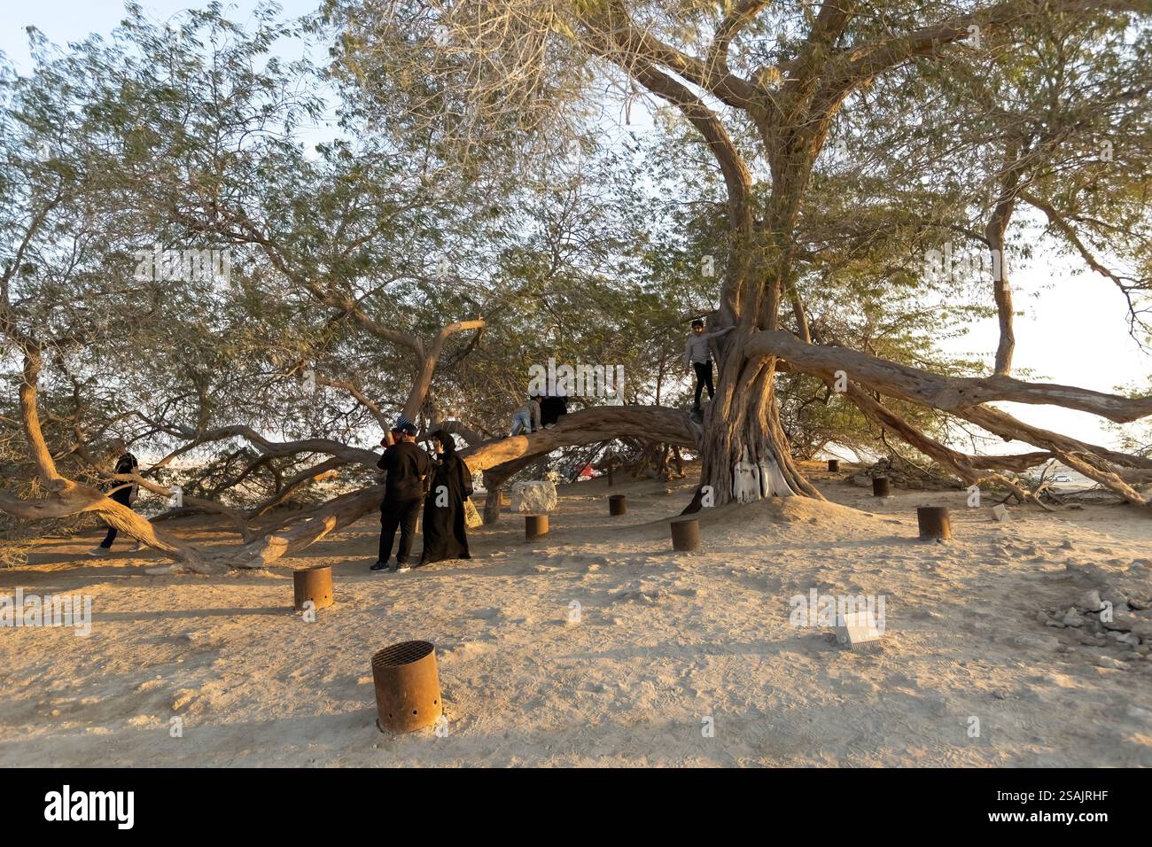 Tree of life in the decert of Manama Bahrain Stock Photo - Alamy