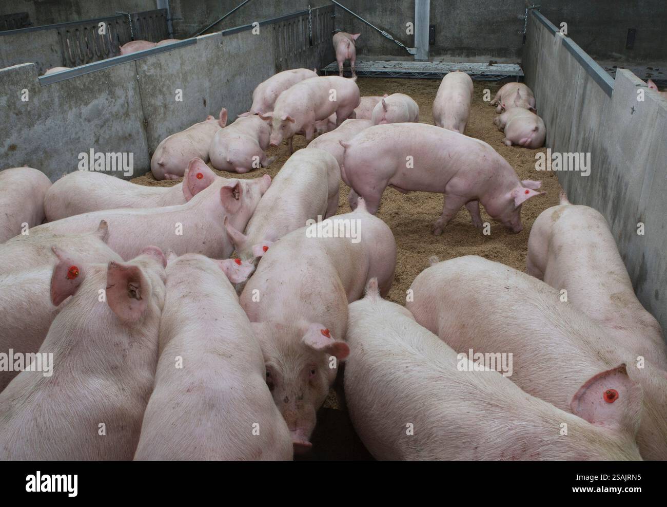 Pig breeding. Pigs and piglets in stable. intensive livestock farming ...