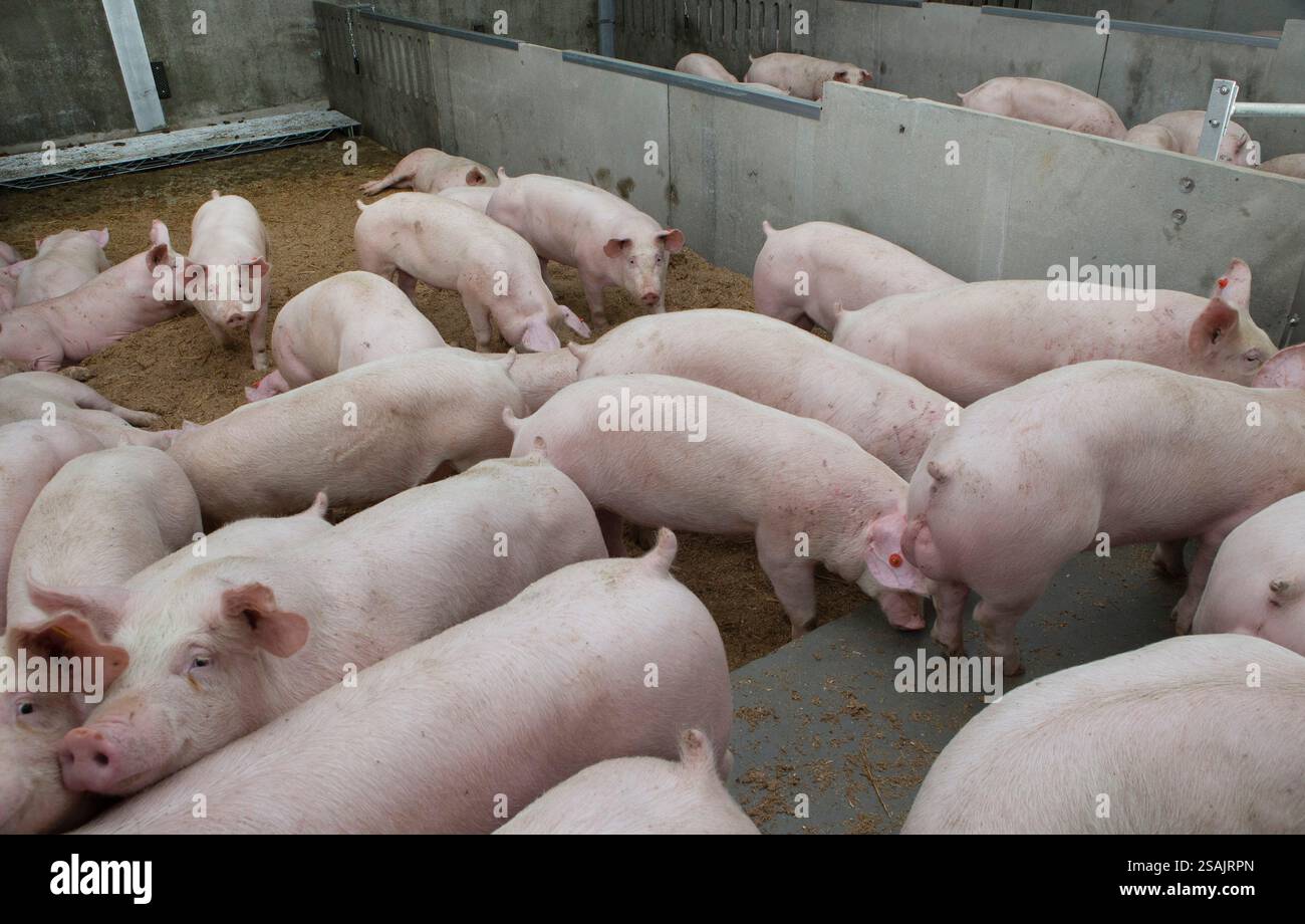 Pig breeding. Pigs and piglets in stable. intensive livestock farming ...