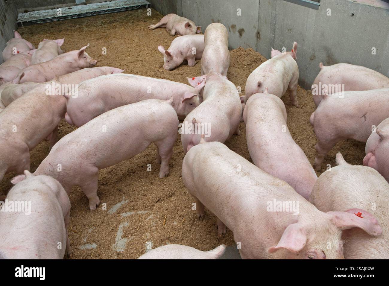 Pig breeding. Pigs and piglets in stable. intensive livestock farming ...