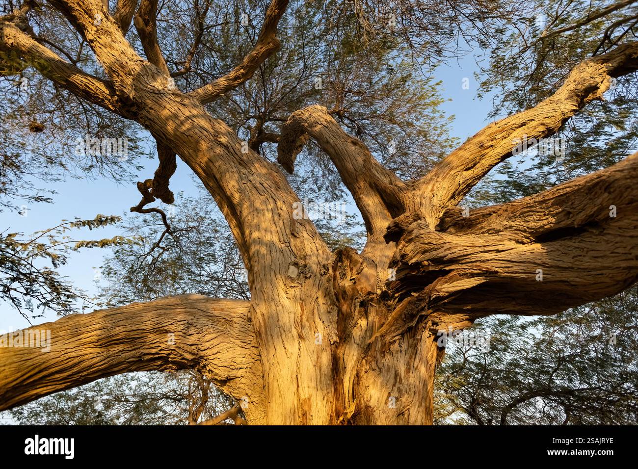 Tree of life in the decert of Manama Bahrain Stock Photo - Alamy