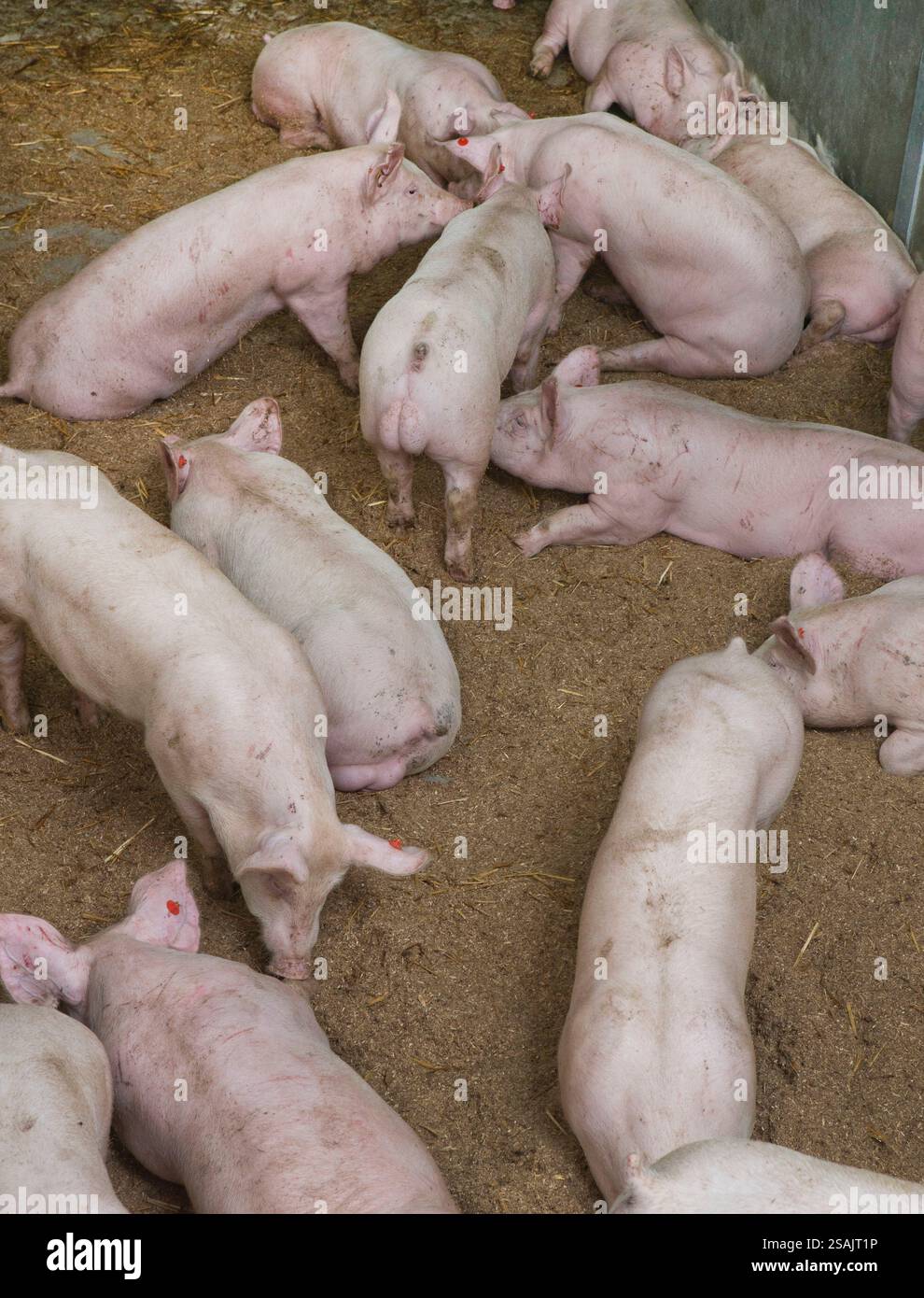 Pig breeding. Pigs and piglets in stable. intensive livestock farming ...