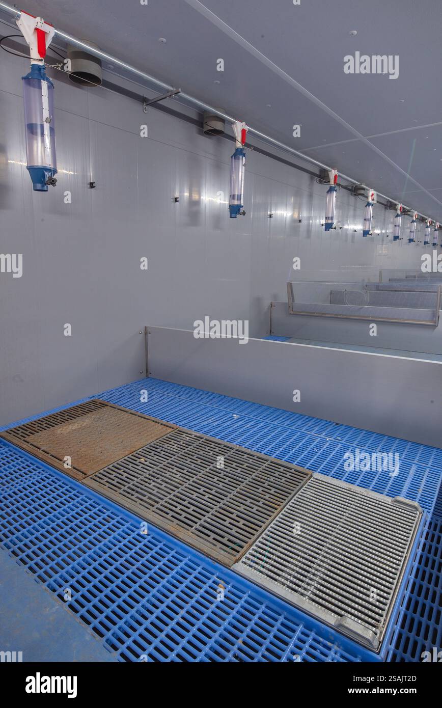 New built pig stable ready to use. Pig breeding. Pigs and piglets in ...