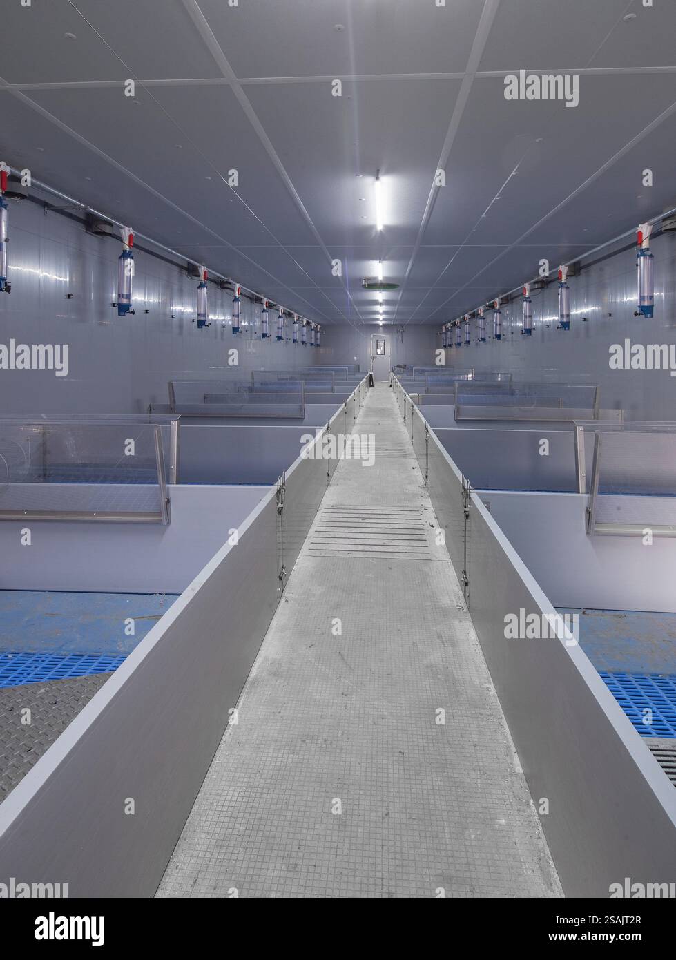 New built pig stable ready to use. Pig breeding. Pigs and piglets in ...