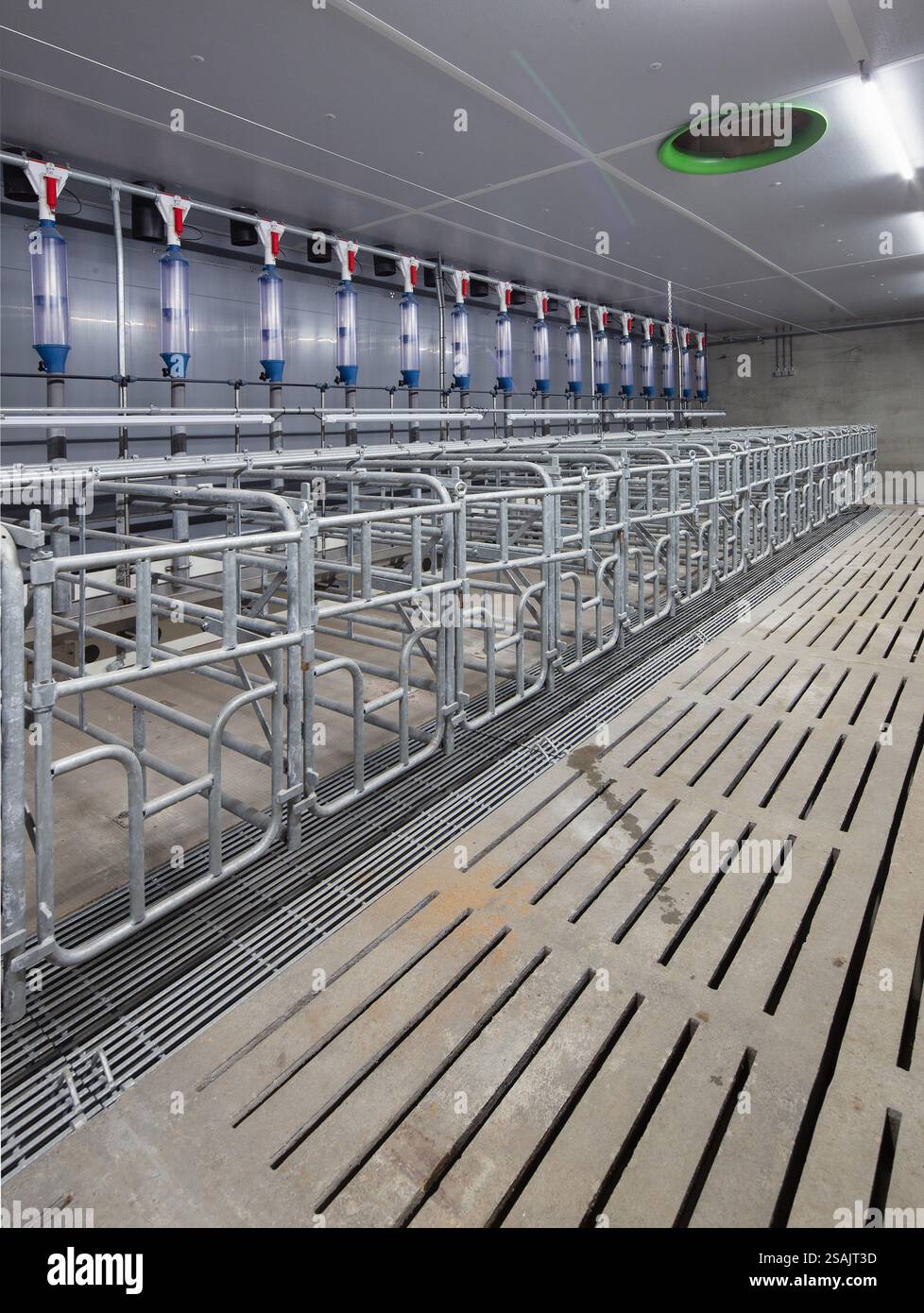 New built pig stable ready to use. Pig breeding. Pigs and piglets in ...