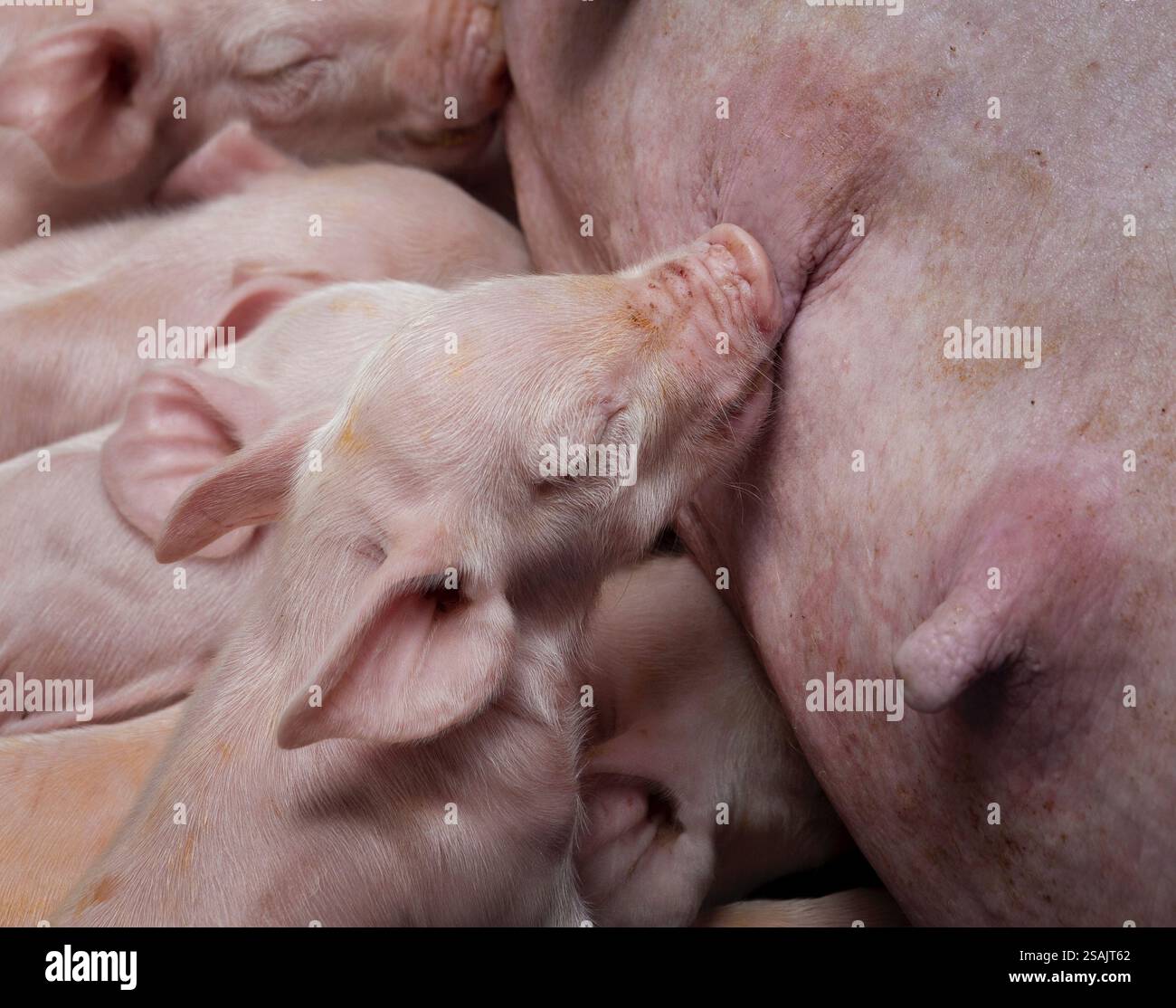 Lactating piglets, drinking milk from the utter of the sow. Pig ...