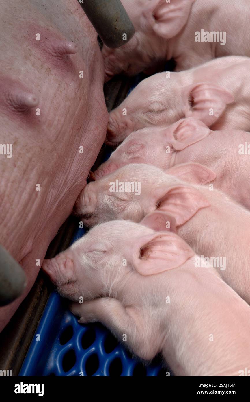 Lactating piglets, drinking milk from the utter of the sow. Pig ...