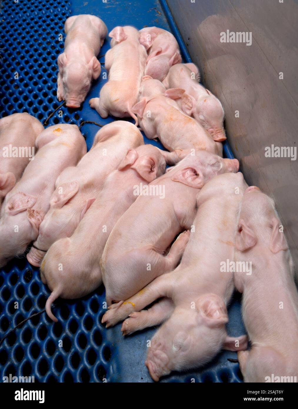 Lactating piglets, drinking milk from the utter of the sow. Pig breeding. Pigs and piglets in ...
