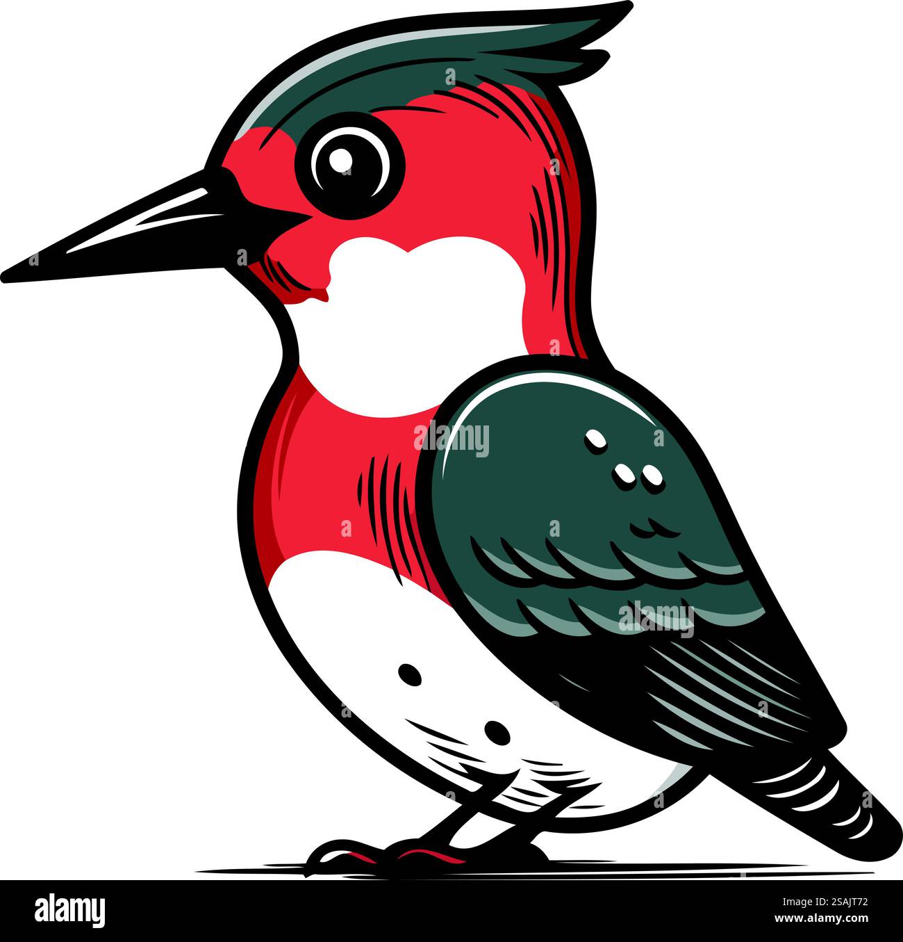 Red backed Woodpecker vector illustration isolated on white background ...