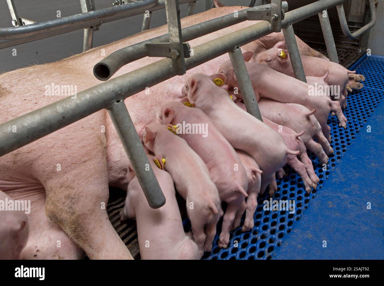 Lactating piglets, drinking milk from the utter of the sow. Pig ...